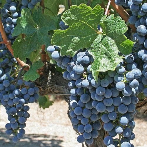 s Ready To Plant Uk Grape Boskoop Glory Organic 1ltr | Garden Centres ...