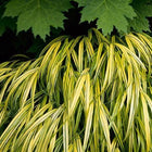 Hakonechloa macra Aureola – Future Forests