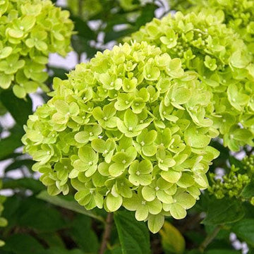 Hydrangea paniculata Little Lime® – Future Forests