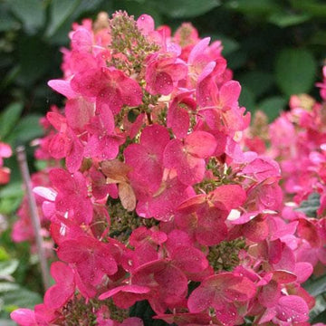 Hydrangea paniculata Diamant Rouge – Future Forests