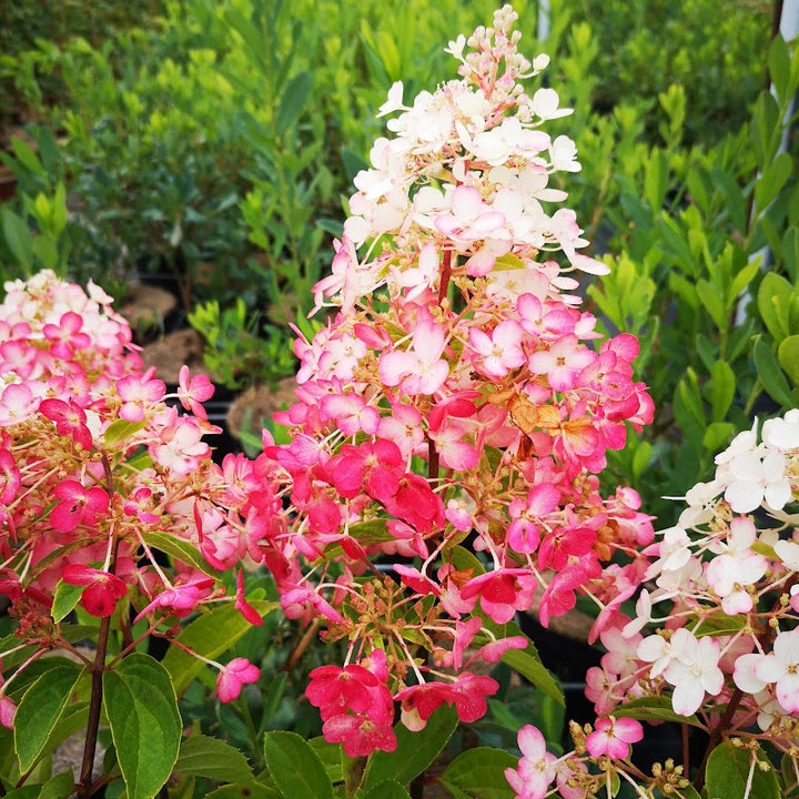Hydrangea paniculata Pinky Winky – Future Forests