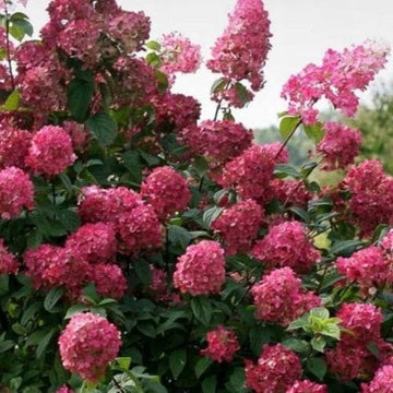 Hydrangea paniculata Wim's Red – Future Forests