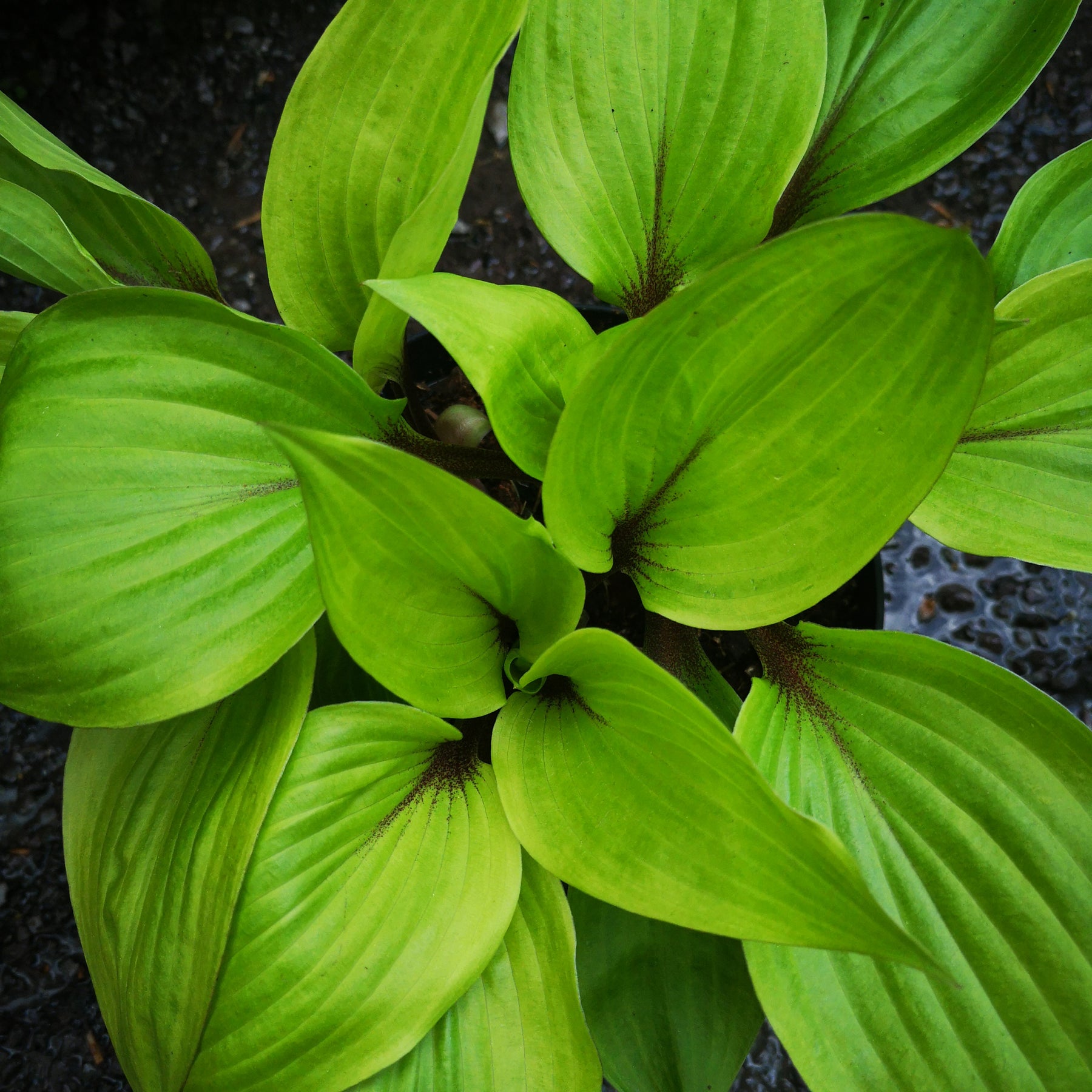Hosta Purple Heart – Future Forests