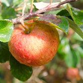 Future Forests - The Irish mail order plant people