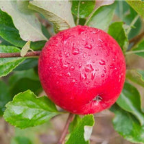 Apple Katy – Future Forests