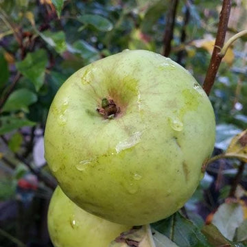Fruit - Irish Heritage Apples – Future Forests
