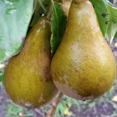 Pear Conference – Future Forests