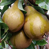 Fruit - Pears, Quince & Medlar – Future Forests