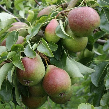 Fruit - Pears, Quince & Medlar – Future Forests