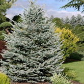 Conifers - Dwarf & Slow Growing
