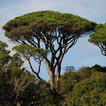 Pinus pinea - Stone Pine – Future Forests