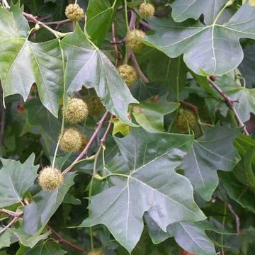 Platanus x acerifolia - London Plane – Future Forests