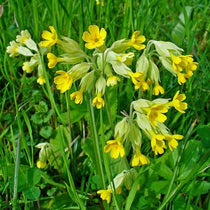 Primula veris - Cowslip – Future Forests
