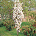 Prunus Amanogawa - Flagpole Cherry – Future Forests