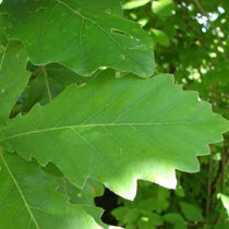 Quercus dentata - Japanese Emperor Oak – Future Forests