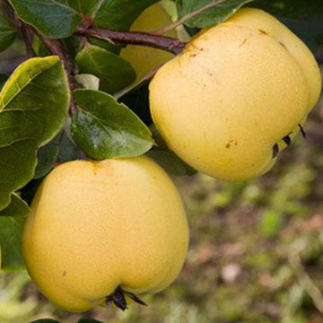 Fruit - Pears, Quince & Medlar – Future Forests