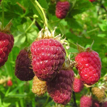 Raspberry Cascade Delight - Summer Fruiting – Future Forests