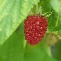 Raspberry Autumn Bliss - Autumn Fruiting – Future Forests