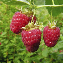 Raspberry Autumn Bliss - Autumn Fruiting – Future Forests