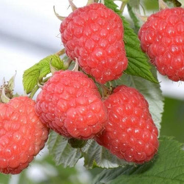 Raspberry Glen Ample - Summer Fruiting – Future Forests