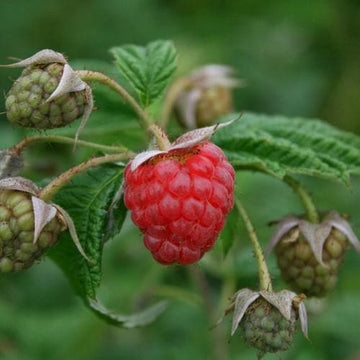 Fruit - Raspberries & Strawberries – Future Forests