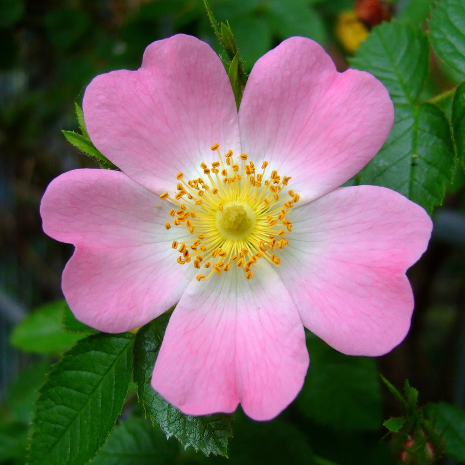 Rosa canina - Dog Rose – Future Forests