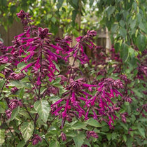 Salvia Love and Wishes – Future Forests