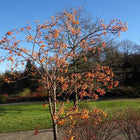 Sorbus Copper Kettle – Future Forests