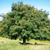 Trees - Native – Future Forests