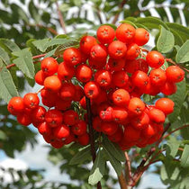 Sorbus aucuparia Cardinal Royal – Future Forests