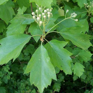 Sorbus torminalis - Wild Service Tree – Future Forests