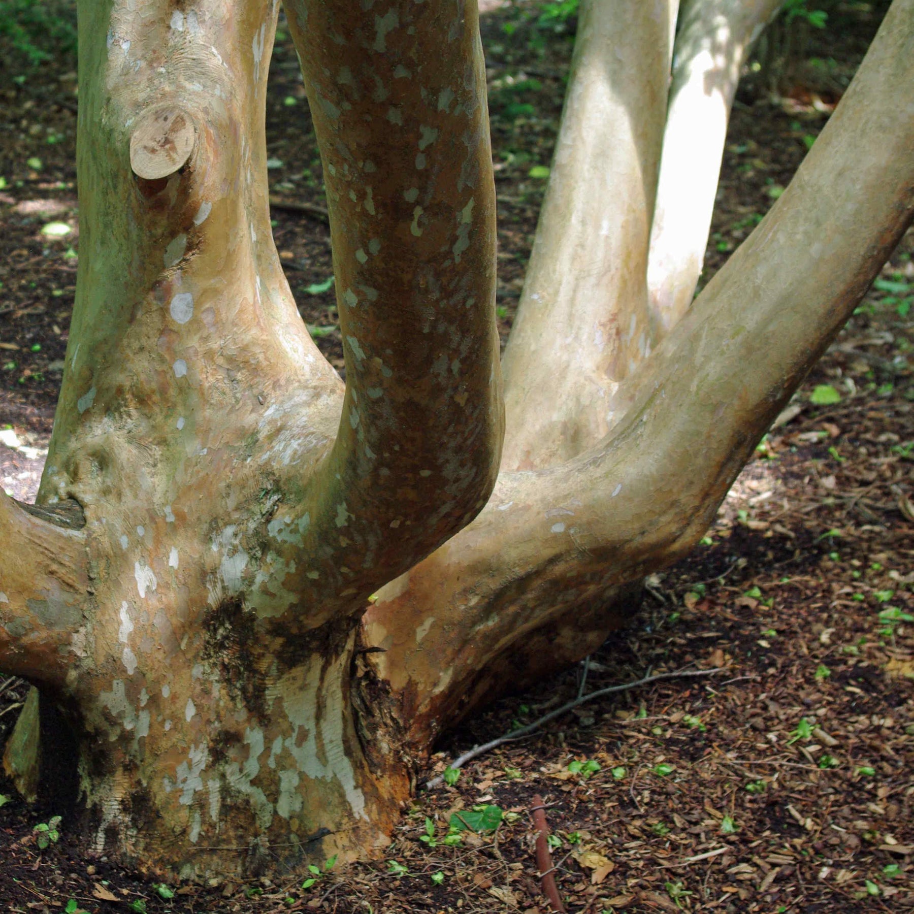 Stewartia sinensis - Chinese Stewartia – Future Forests