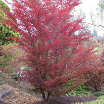 Stewartia sinensis - Chinese Stewartia – Future Forests