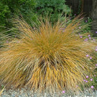 Stipa arundinacea (syn. Anemanthele lessoniana) – Future Forests