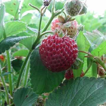 Strawberry Framberry – Future Forests