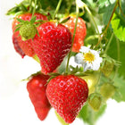 Strawberry Loran – Future Forests