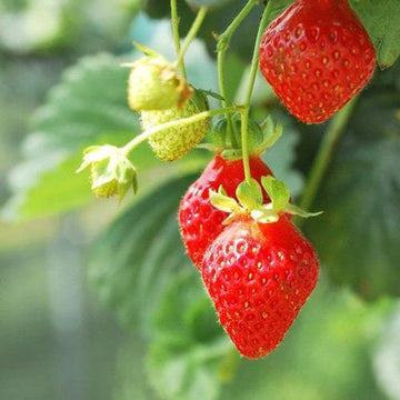 Strawberry Loran – Future Forests