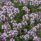 Thyme, common | Thymus vulgaris – Future Forests
