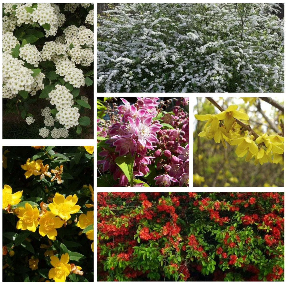 Hedging - Mixed Hedges – Future Forests