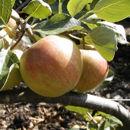 Apple Red Falstaff – Future Forests