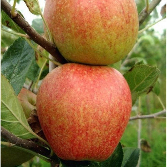 Apple Red Falstaff – Future Forests