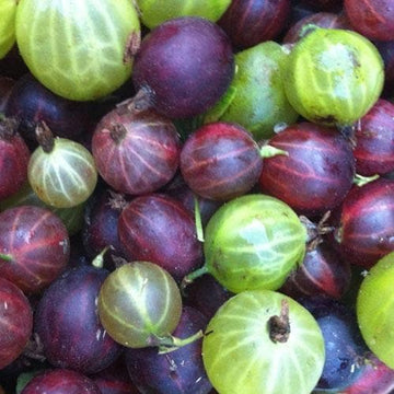 Gooseberry Black Velvet – Future Forests