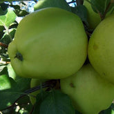 Fruit - Irish Heritage Apples – Future Forests