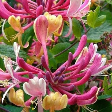Genus - Lonicera (Honeysuckles) – Future Forests