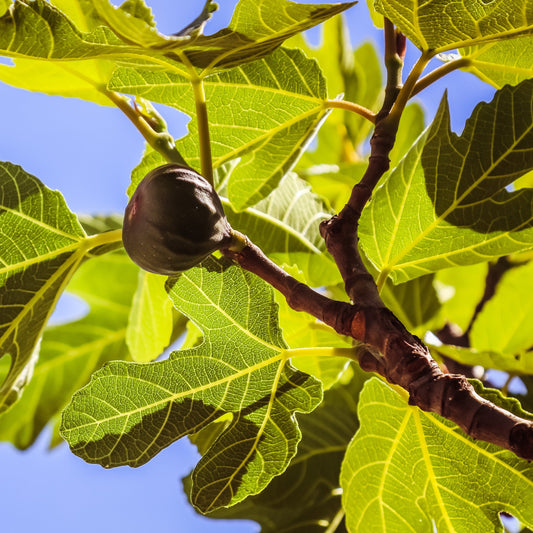 Ficus Little Miss Figgy® - Dwarf Fig – Future Forests