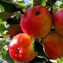 Apple Katy – Future Forests