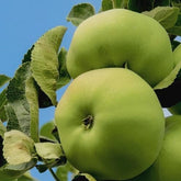 Fruit – Page 11 – Future Forests