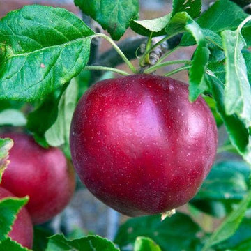 Apple Red Devil – Future Forests